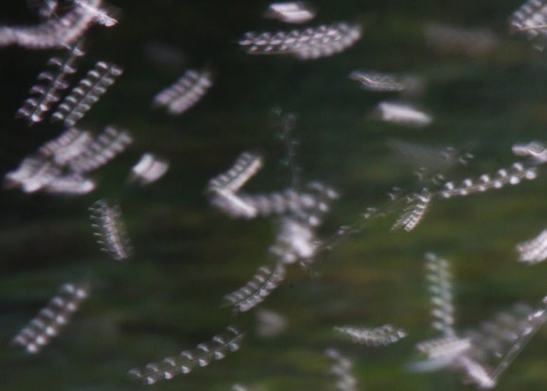 【UMA】スカイフィッシュの目撃例と正体に迫る！！ - 雑学ミステリー